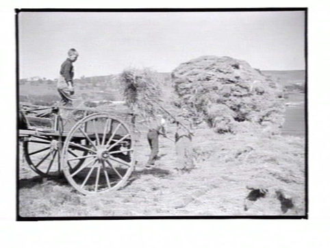 Boys making hay at the Northcote Training Farm, Glenmore, near Bacchus ...